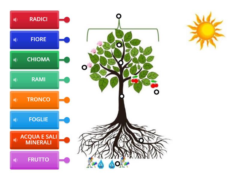 LE PARTI DELLA PIANTA - Labelled diagram