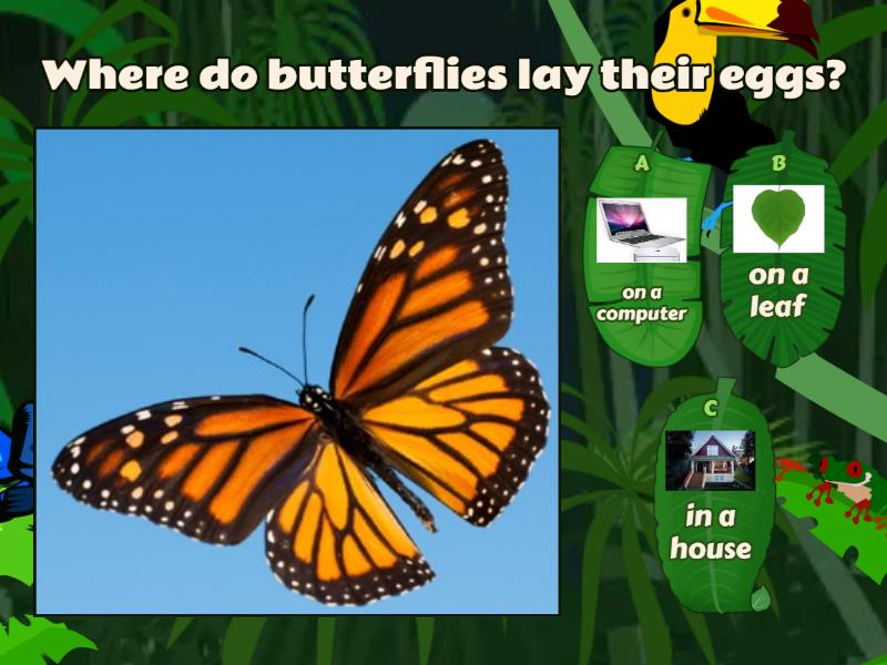 Butterfly Life Cycle - Quiz