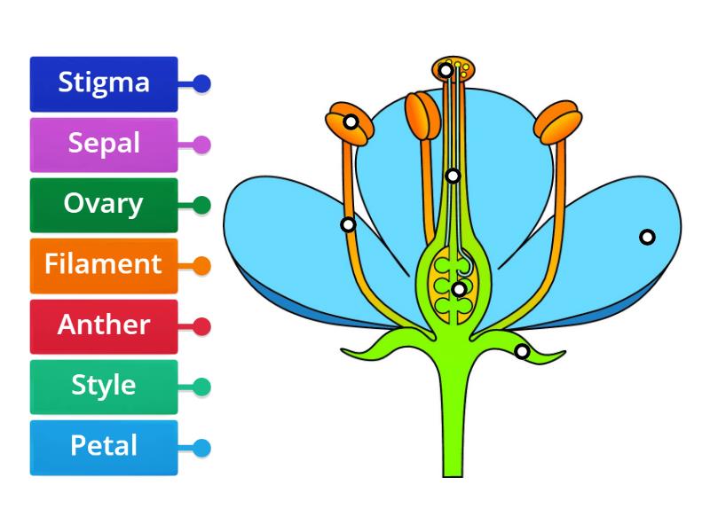 Parts of a Flower - Labelled diagram