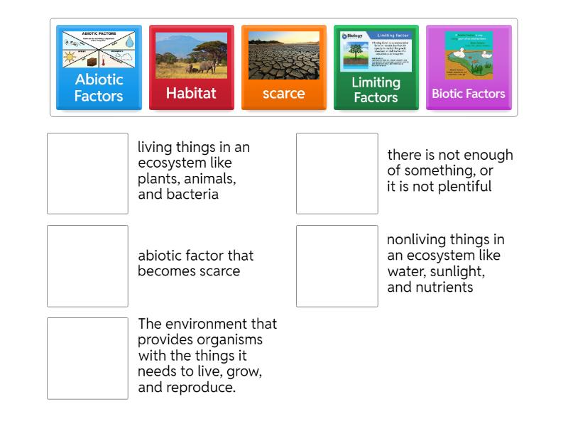 Ecosystem Vocabulary - Match up