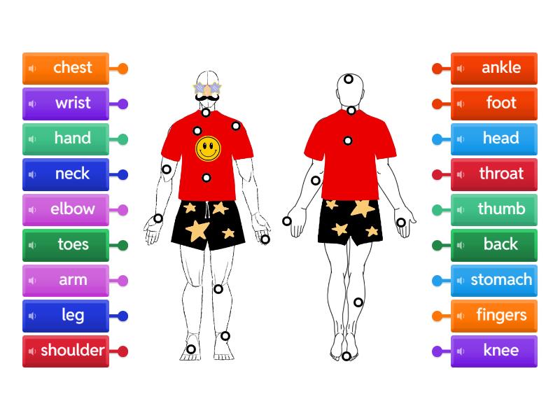 ESOL AB: Parts of the body labeling diagram - Labelled diagram