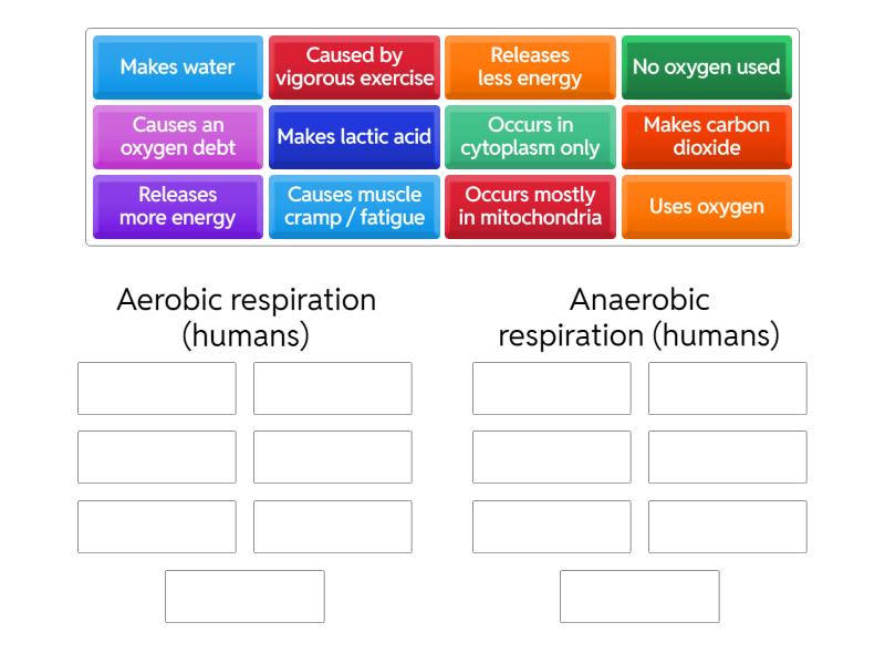 Aerobic vs Anaerobic respiration - Group sort