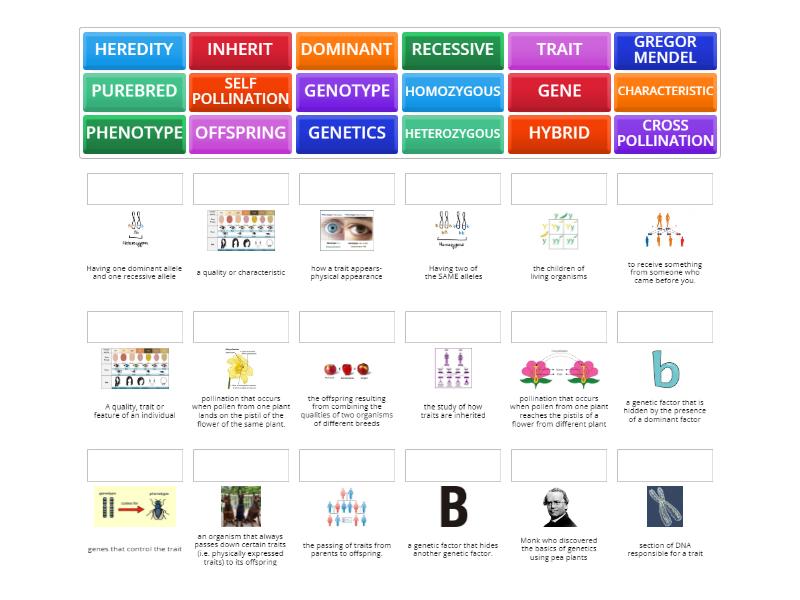 Mendelian Genetics vocabulary - Match up