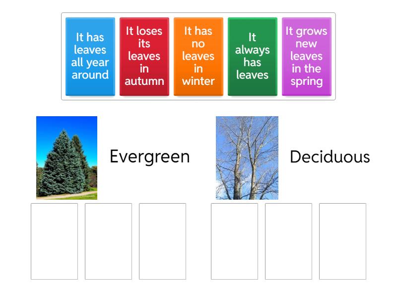 EVERGREEN AND DECIDUOUS TREES - Ordenar por grupo