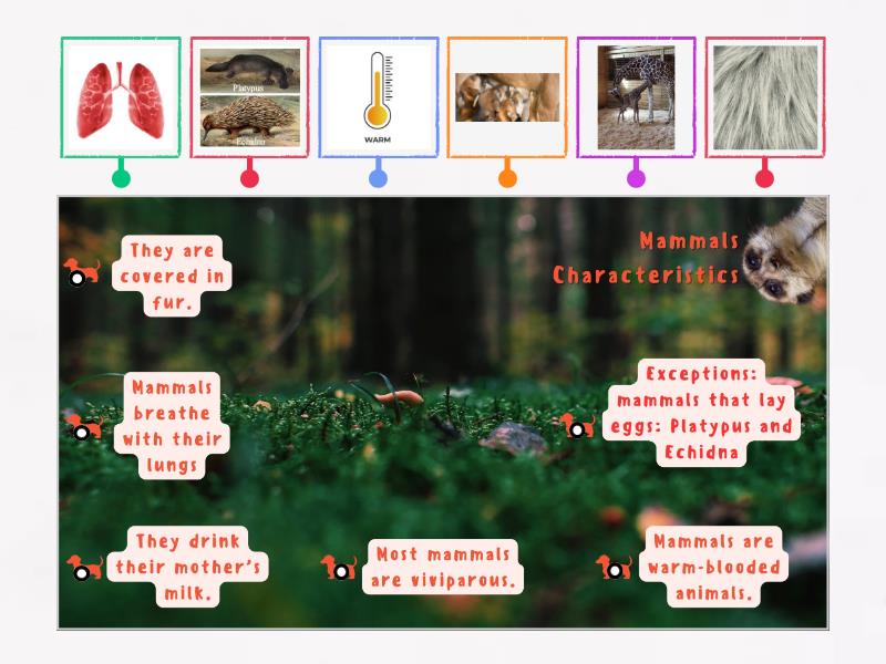 Characteristics of mammals - Labelled diagram