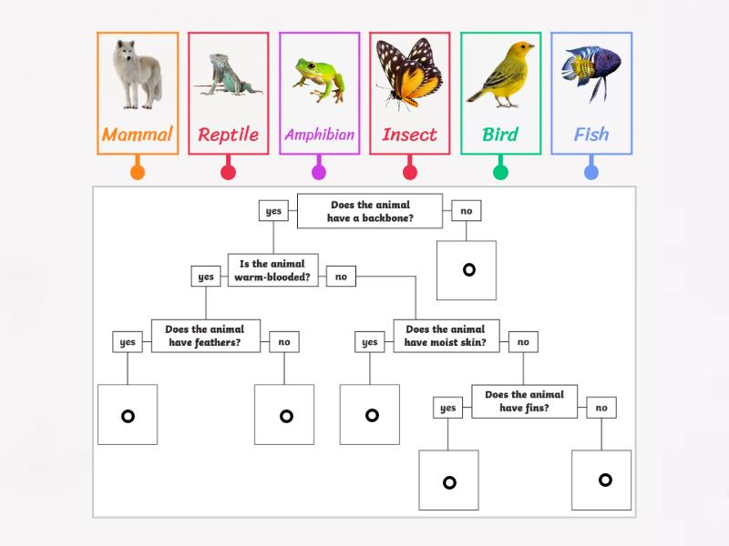 Animal Identification Key - Labelled diagram