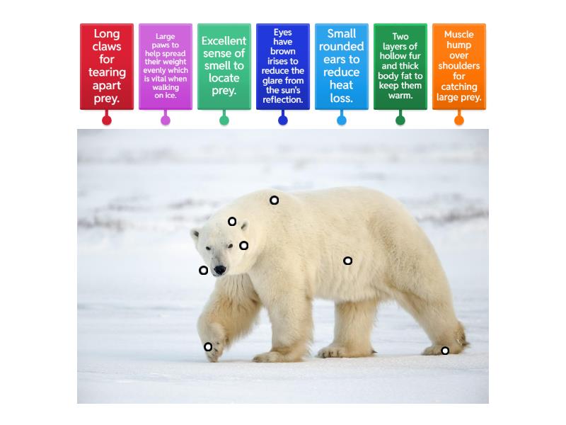 Adaptation - Polar Bear - Labelled diagram
