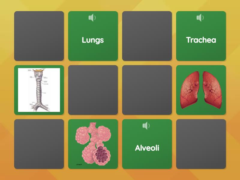 Parts of the respiratory system - Matching pairs
