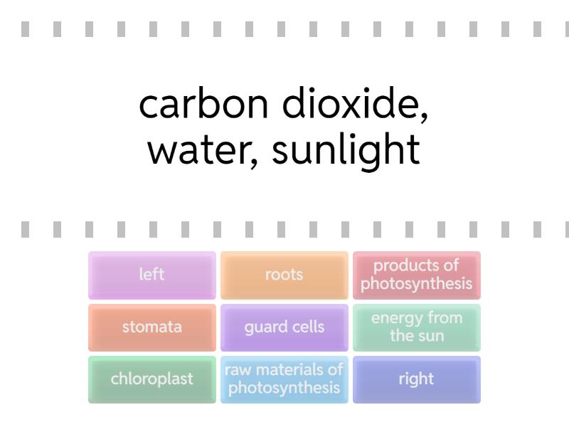 Photosynthesis Review - Find the match