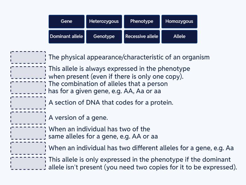 Genetics Key Terms - Match up