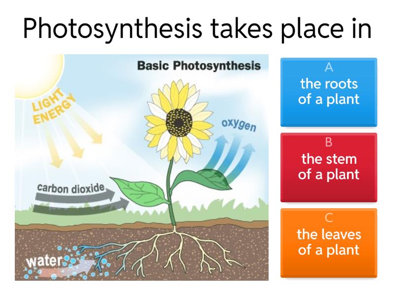 Basics of photosynthesis - Quiz
