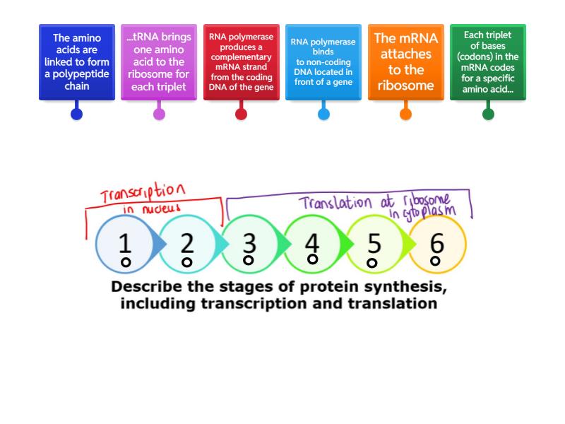 Stages of protein synthesis, including transcription and translation ...