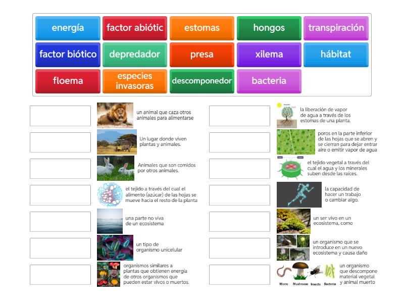 Spanish- Matter in Ecosystems- Vocabulary - Match up