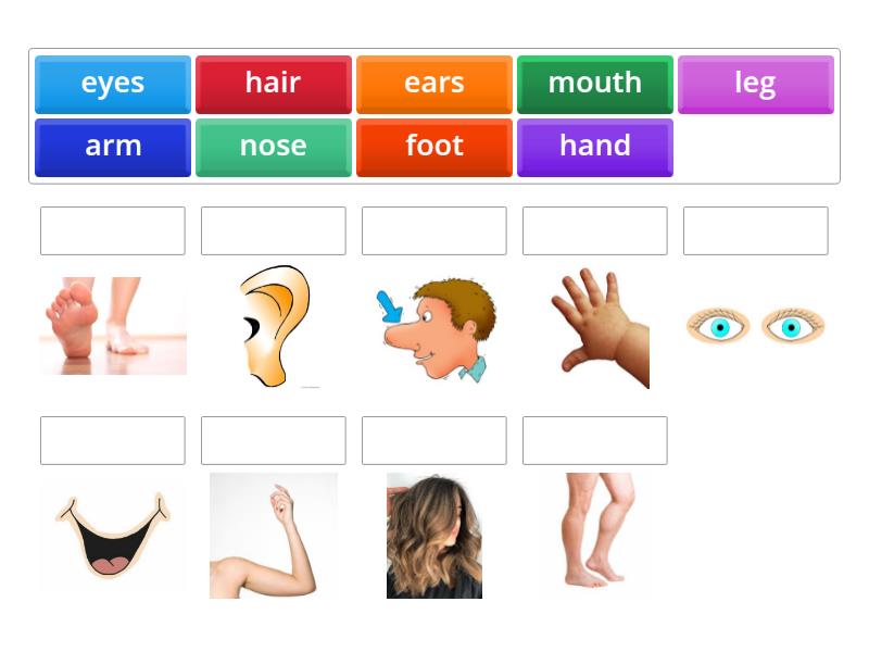 Body Parts Review - Match up