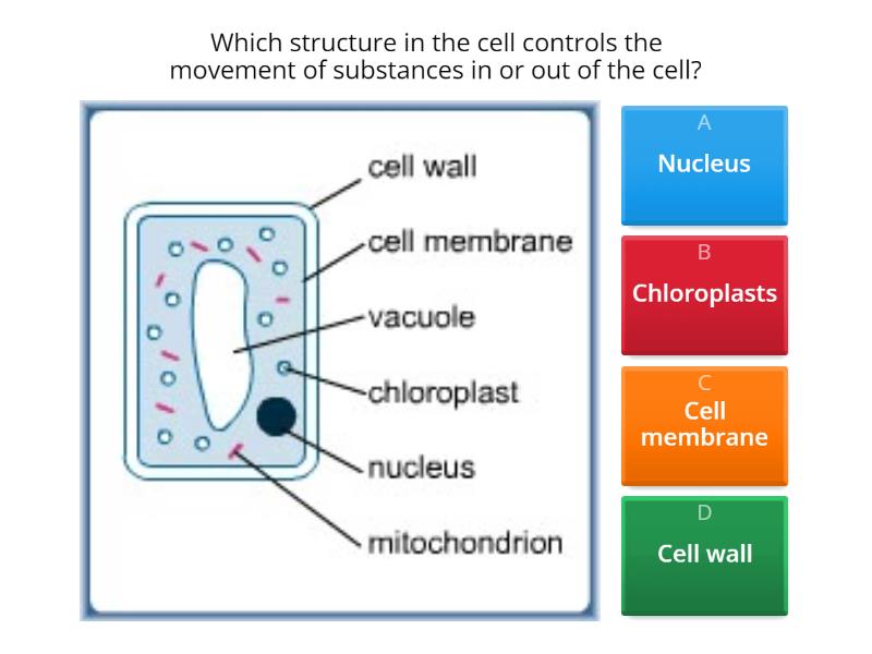 Function of cell organelles - Quiz