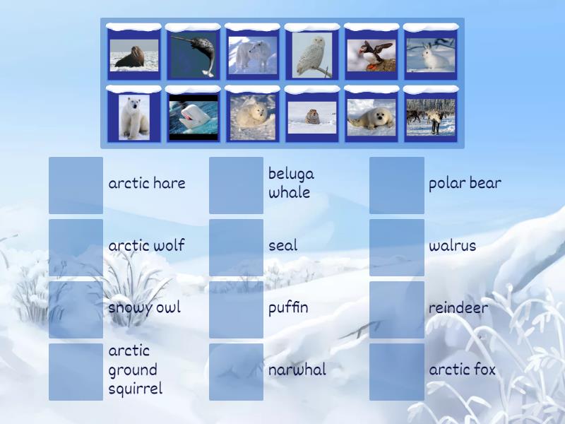 Arctic Animals - Match up