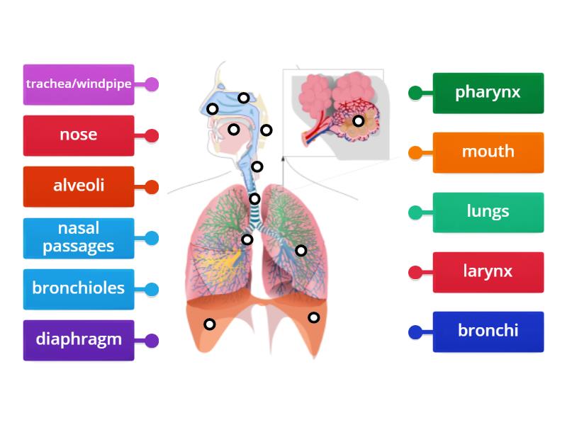 PARTS OF THE RESPIRATORY SYSTEM - Diagram berlabel