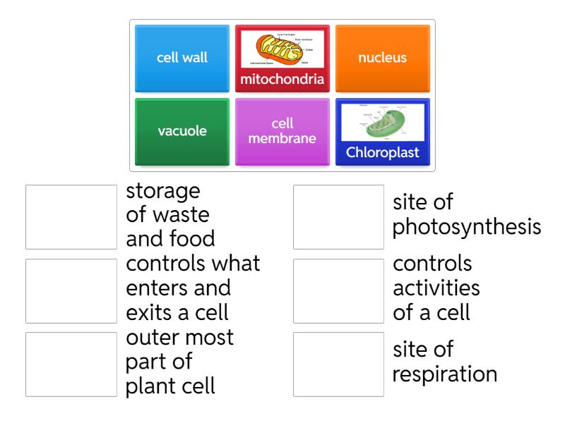 Revision of Chapter 7 Cell Structure and Function - Match up