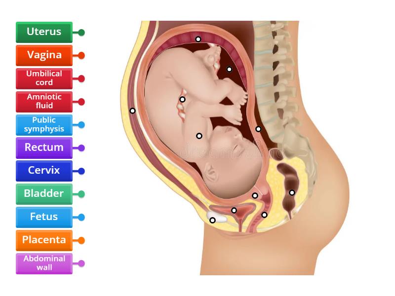 Fetus in Utero - Labelled diagram