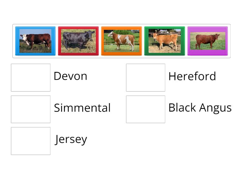 Breeds of Cattle - Match up