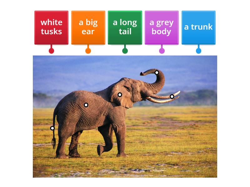 Elephant body parts - Labelled diagram