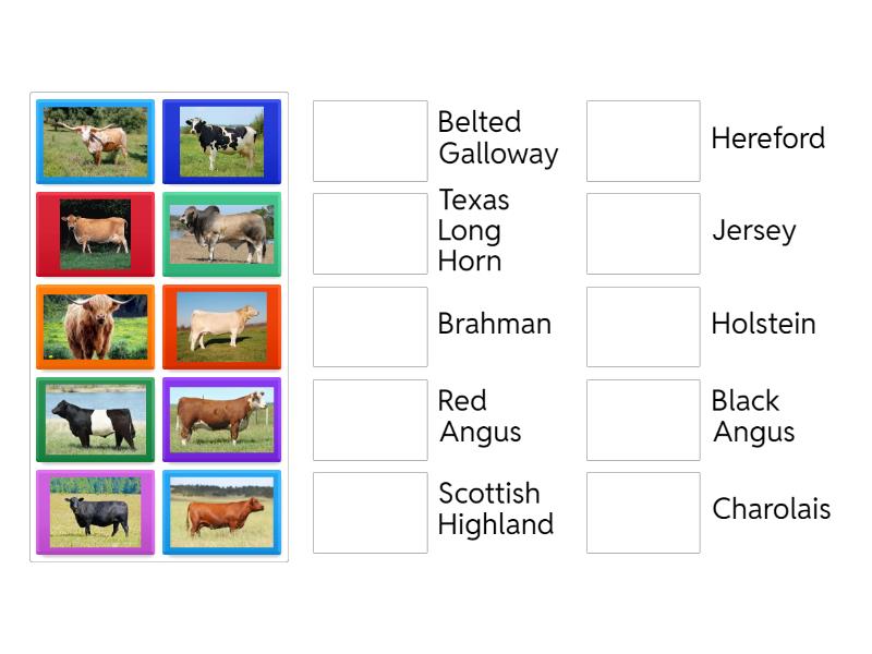 Cattle Breed Identification - Match up