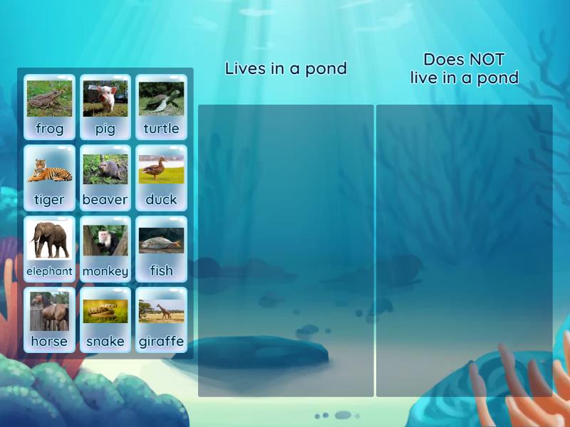 Pond Life - Categorize