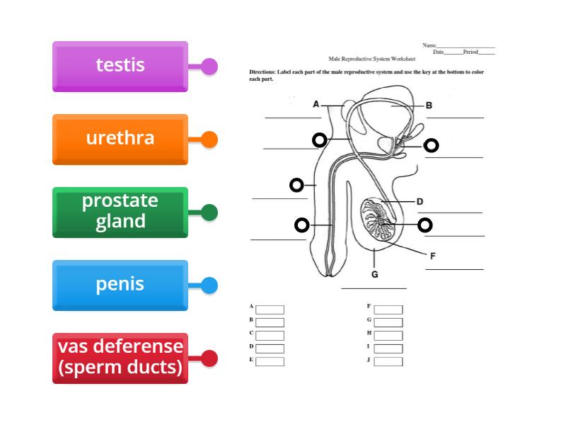 Male reproductive system - Labelled diagram