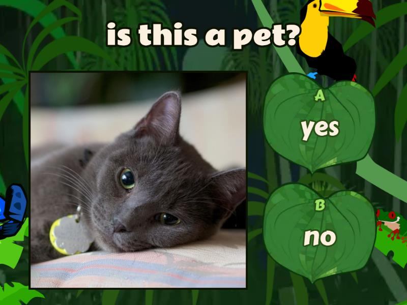 Pet or not? - Quiz