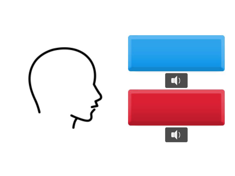 The Body (El Cuerpo) - Quiz