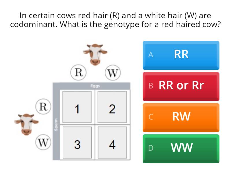 Complete Dominance, Codominance, Incomplete Dominance - Quiz