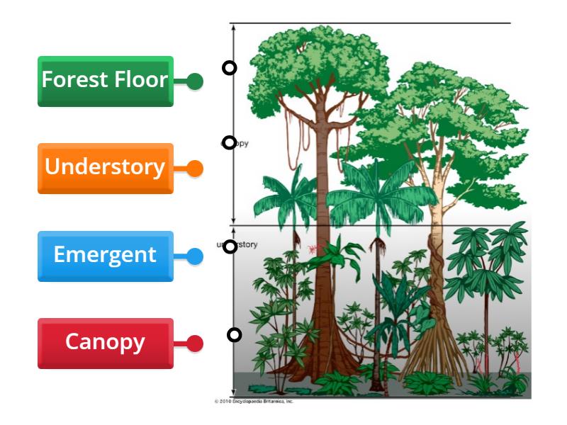 Tropical Rainforest - Layer of the Rainforest - Diagrama con etiquetas