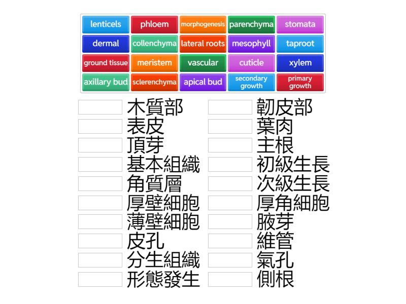 Chapter 35: Vascular Plant Structure, Growth, and Development - Match up