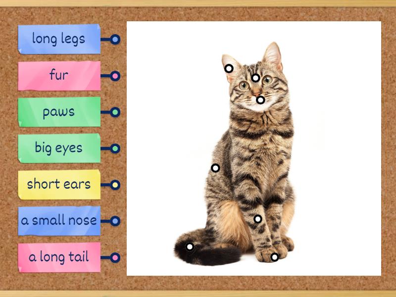 P1 Label the Animal Body parts - Labelled diagram