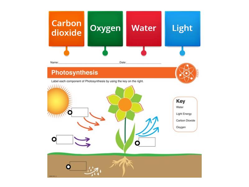 Labeled Diagram Photosynthesis - Labelled diagram