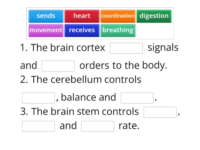 Main parts of the brain - Complete the sentence