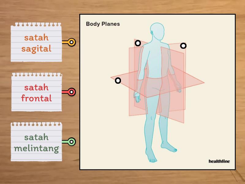 Human Body Planes - Labelled diagram