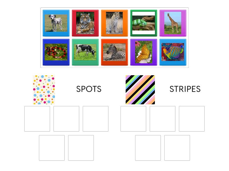 STRIPES OR SPOTS? ZAVAMA - Group sort
