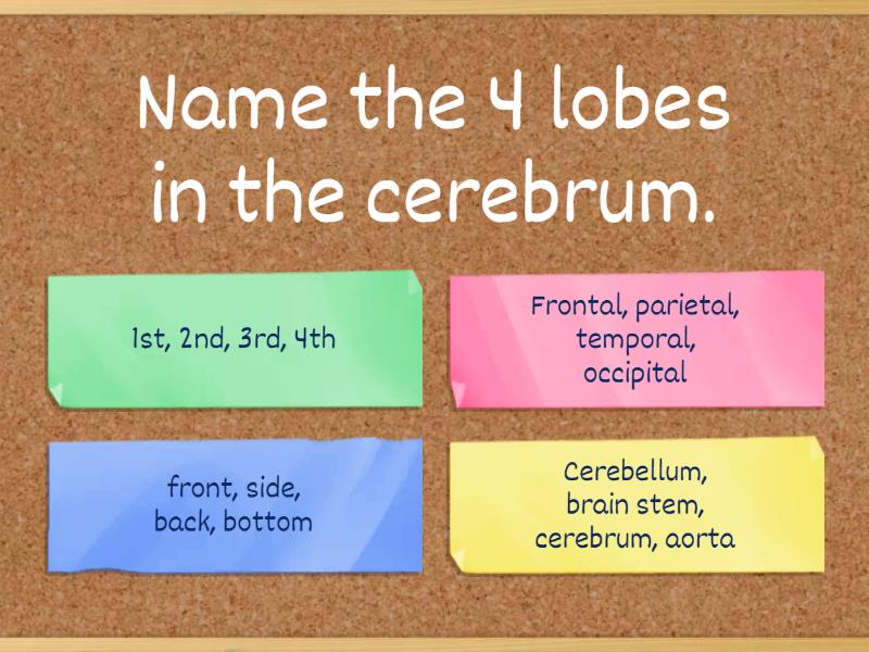 What do you remember Chapter 10-Anatomy - Quiz