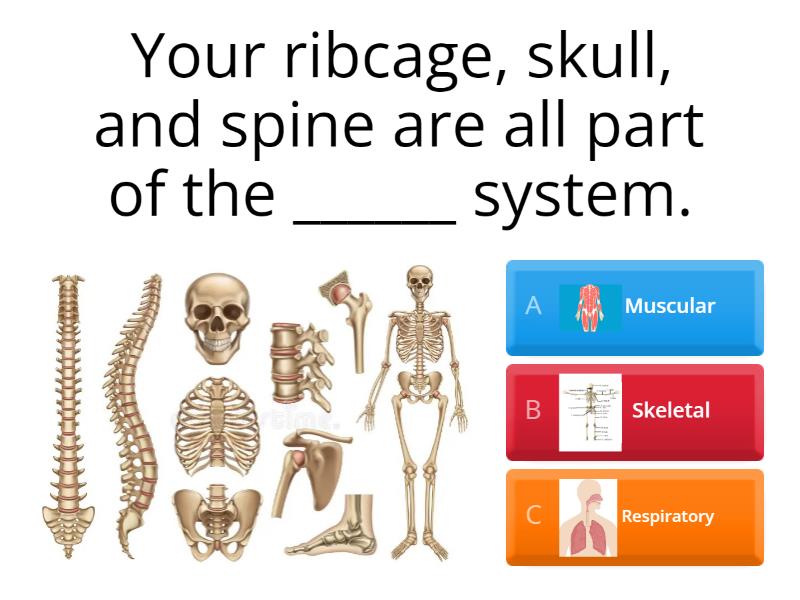 Muscular and Skeletal System - Quiz