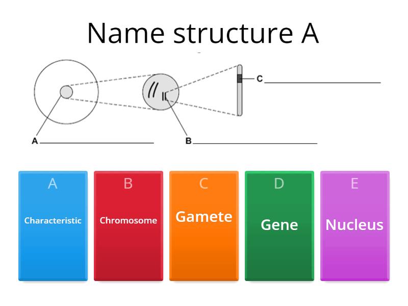 Chromosomes, genes and DNA - Quiz