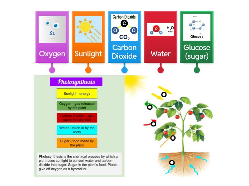 Photosynthesis PRE-ASSESSMENT - Labelled diagram