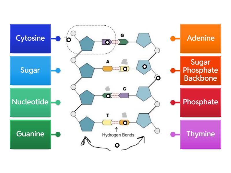 DNA Structure - Labelled diagram