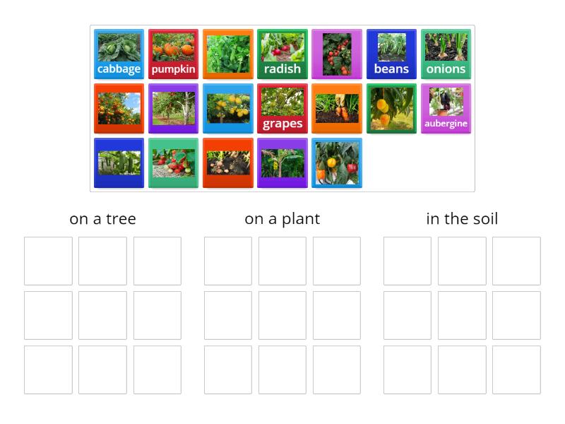 SM1 plant, tree, soil - Group sort