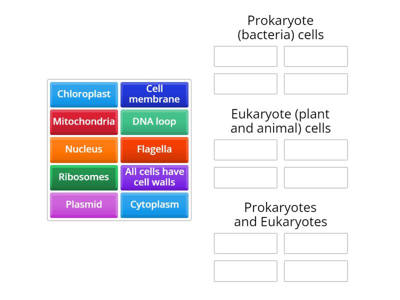 Differences between Prokaryotes and Eukaryotes - Group sort