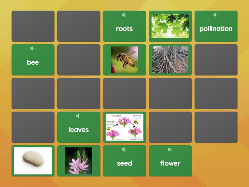 Plant Vocabulary - Matching pairs