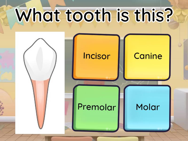Human teeth - Quiz