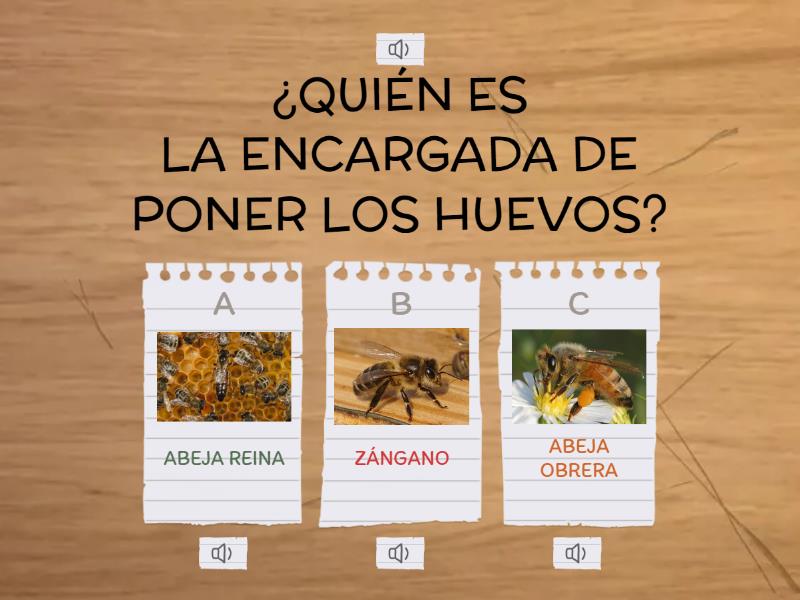 ¿CUÁNTO SABEMOS SOBRE LAS ABEJAS? - Quiz