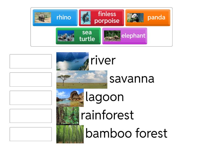 Grasshoppers - animals and habitat - Match up