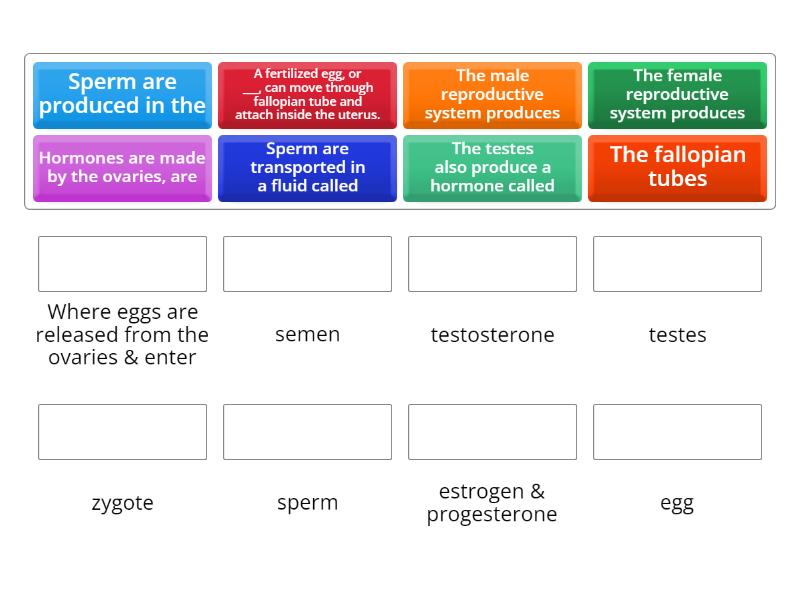 The Human Reproductive systems - Match up